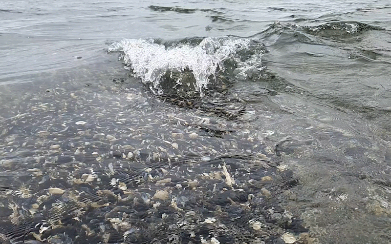 Biogenic Reefs - Center for Marin Naturgenopretning